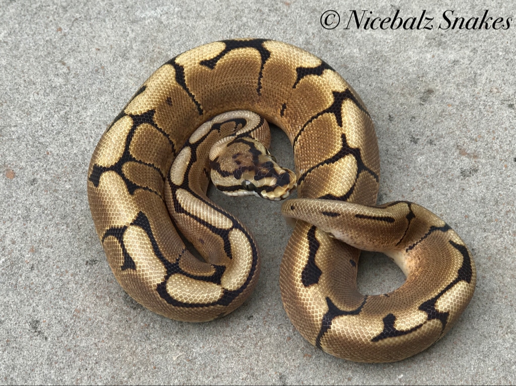 Spider Spotnose Ball Python by Nicebalz Snakes - MorphMarket