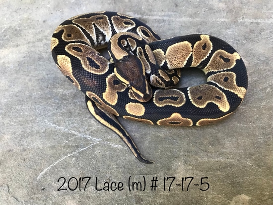 Lace Ball Python by Nicebalz Snakes