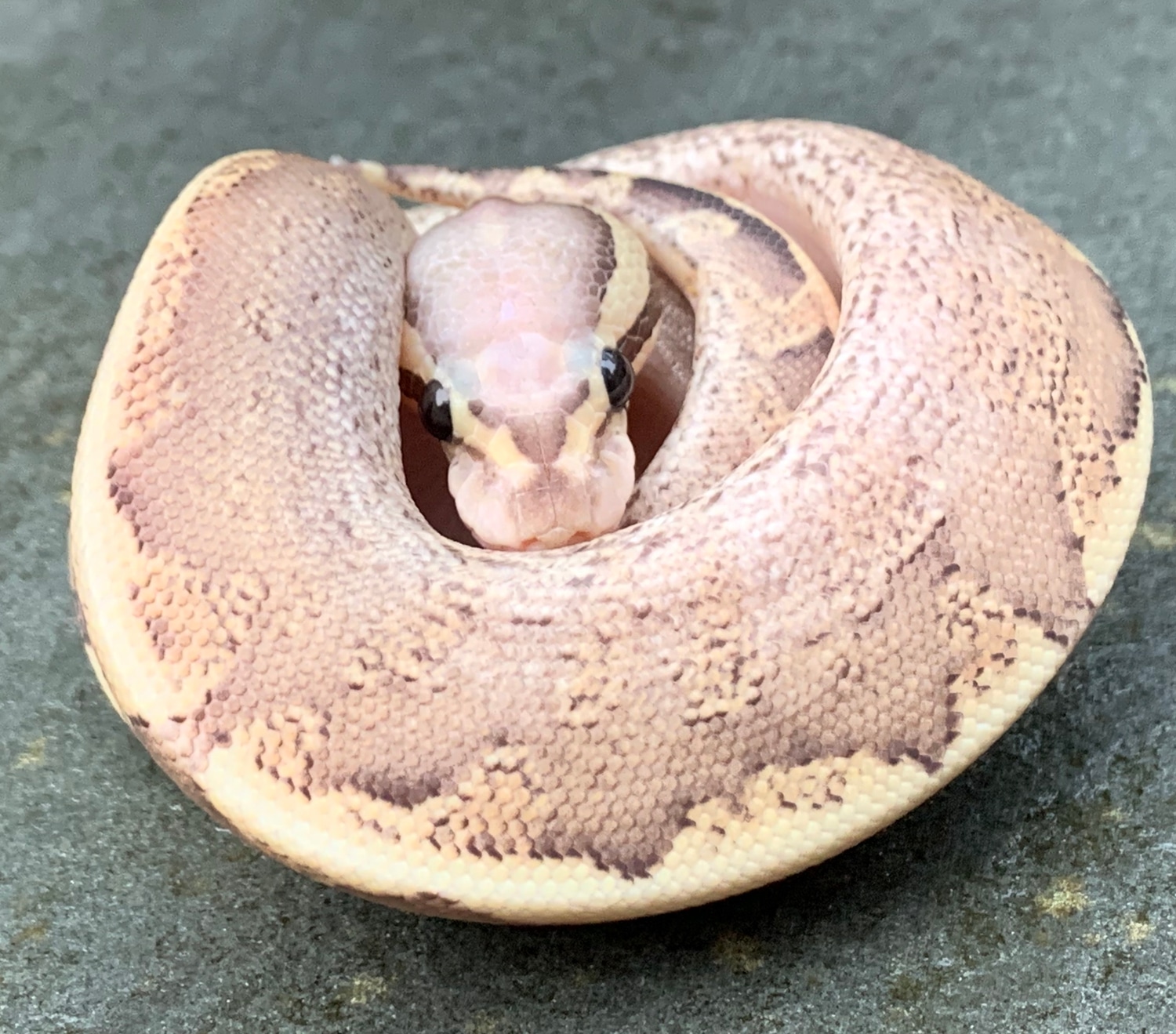 Ghi Vanilla Cream Ball Python by Nicebalz Snakes - MorphMarket