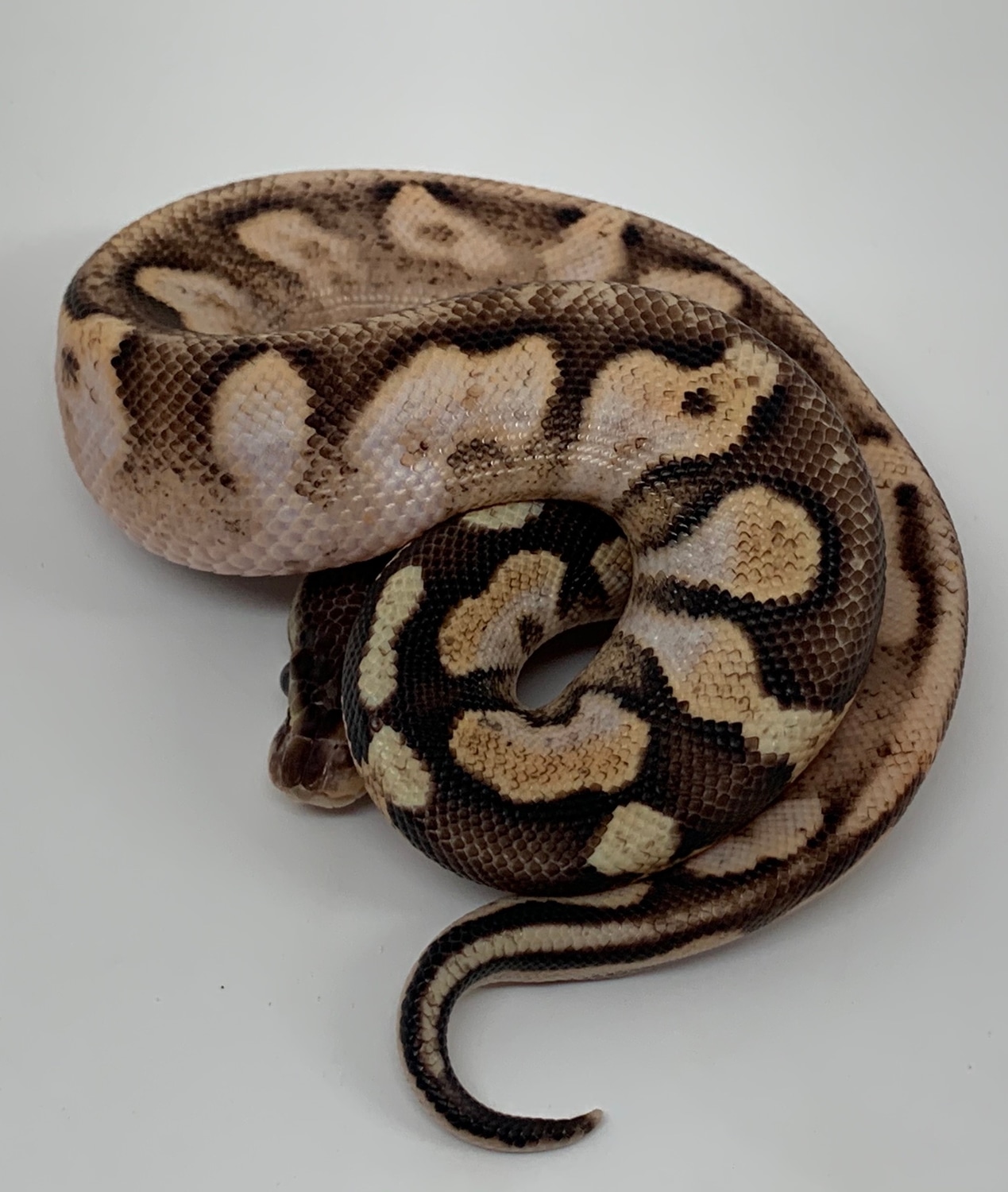 Pastel Sugar Pos Orange Dream Ball Python by Nicebalz Snakes - MorphMarket