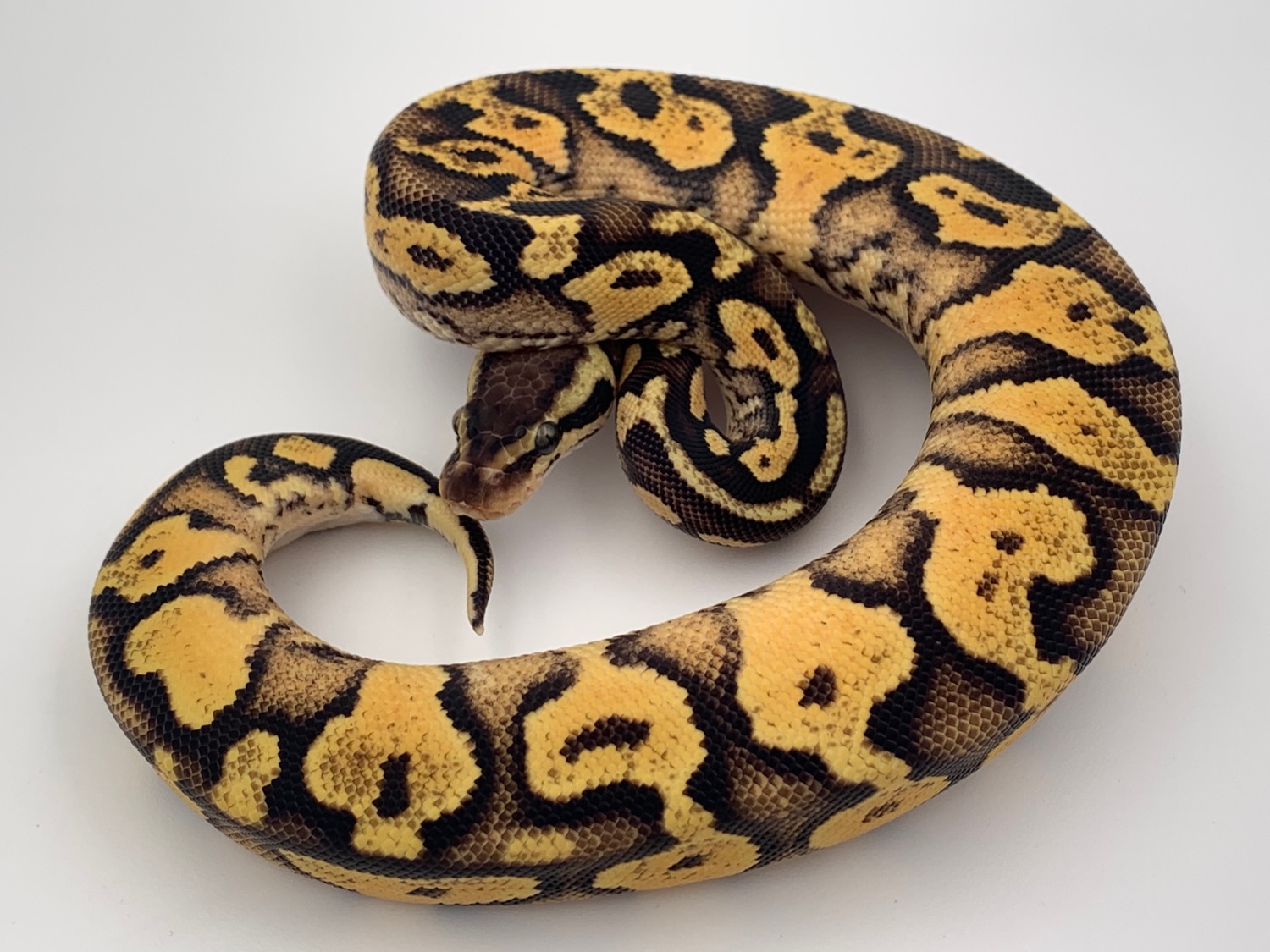 Pastel Yellow Belly Ball Python by Nicebalz Snakes - MorphMarket