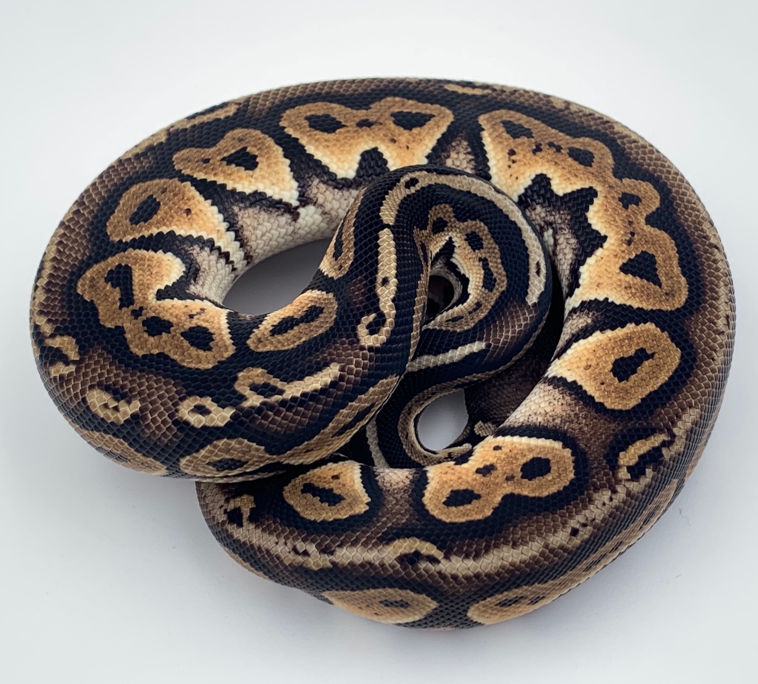 Blackhead Pastel Red Gene Ball Python by Nicebalz Snakes - MorphMarket