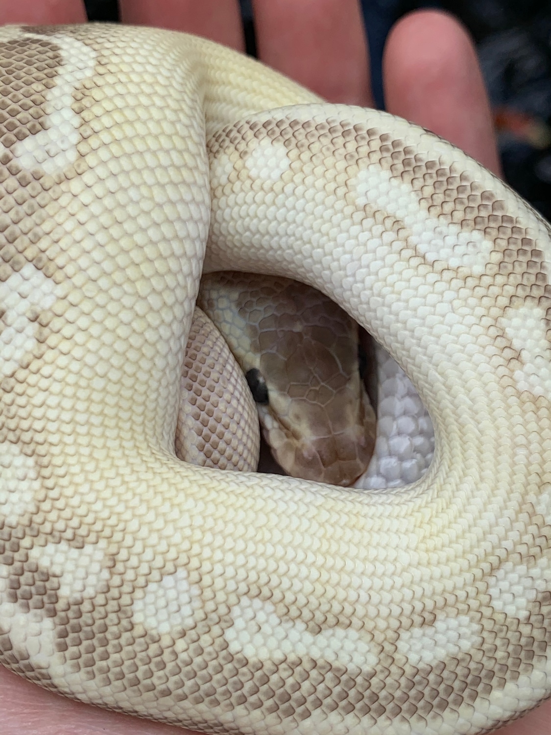Pastel Soul Sucker 100% Het Clown Ball Python by Nicebalz Snakes ...