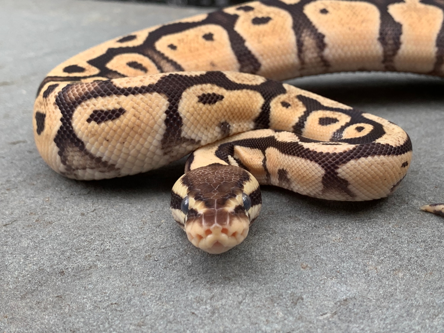 Firefly Mojave Ball Python by Nicebalz Snakes - MorphMarket