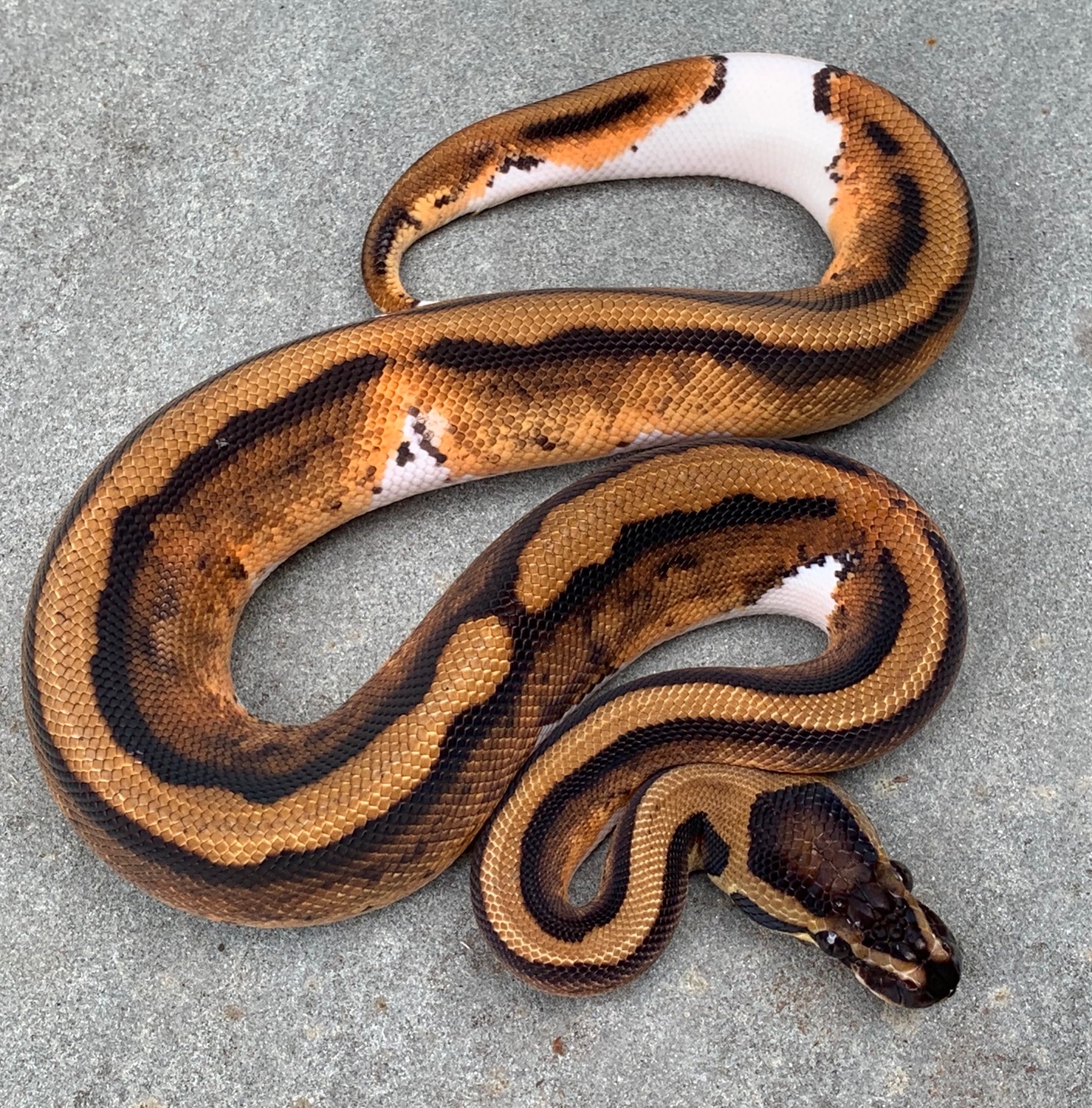 Pied 66% Het Lavender Albino Ball Python by Nicebalz Snakes - MorphMarket