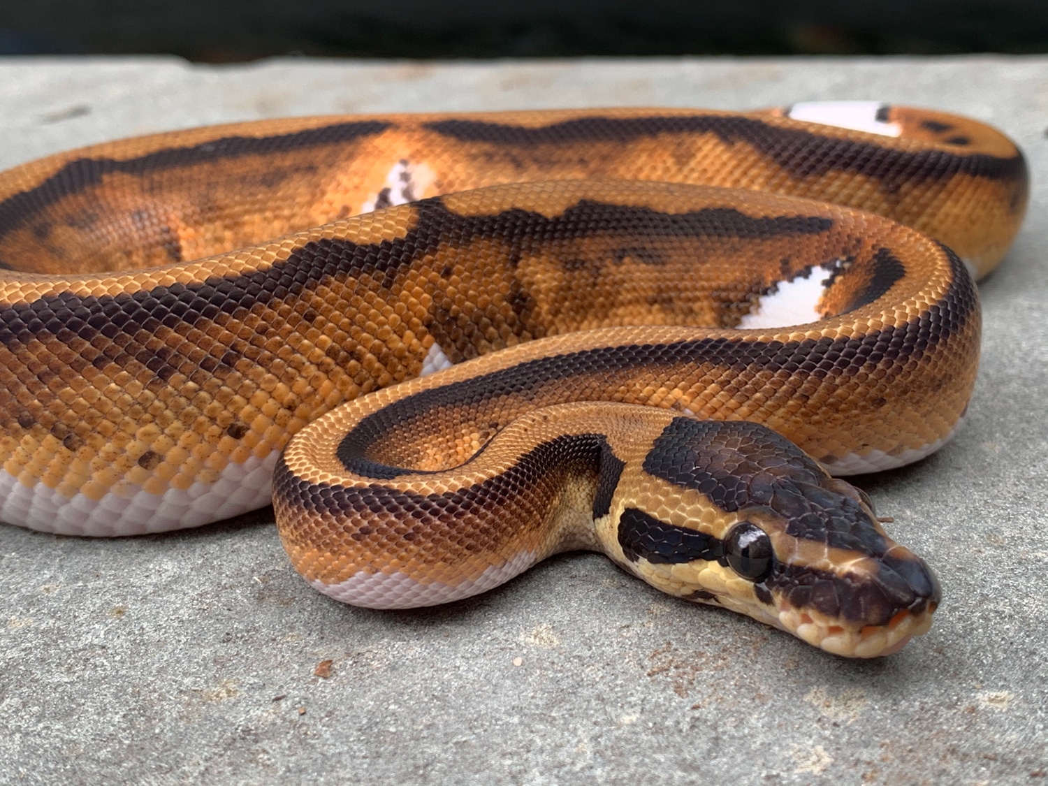 Pied 66% Het Lavender Albino Ball Python by Nicebalz Snakes - MorphMarket