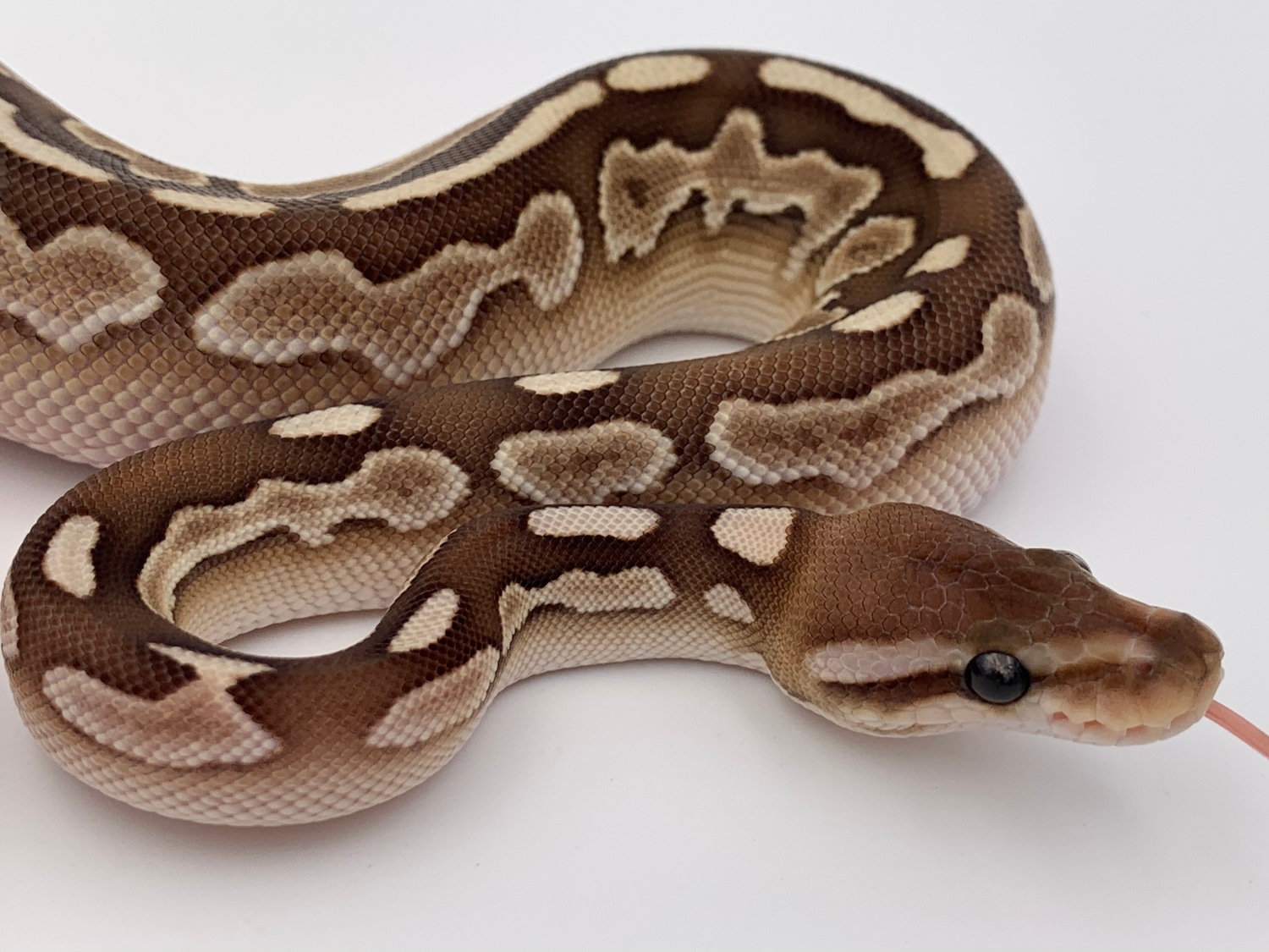 Black Pastel Lesser Pos Lace Ball Python by Nicebalz Snakes - MorphMarket