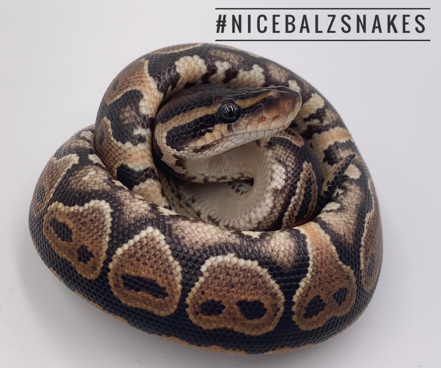 Black Pastel Harlequin/lace Black Back Ball Python by Nicebalz Snakes ...
