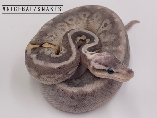 Pewter Desert Ghost Paradox Ball Python by Nicebalz Snakes