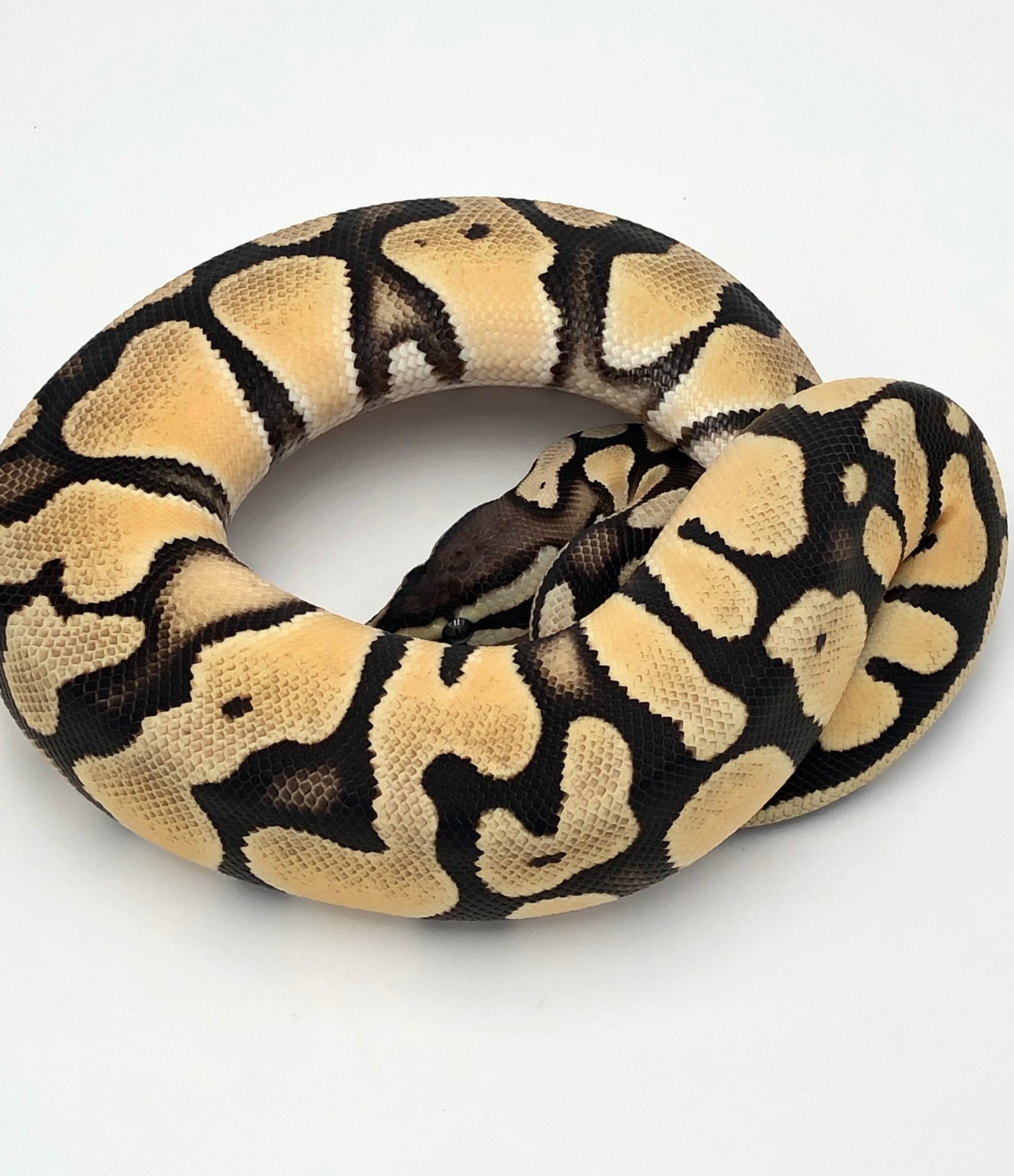 Super Orange Dream Ball Python by Nicebalz Snakes - MorphMarket