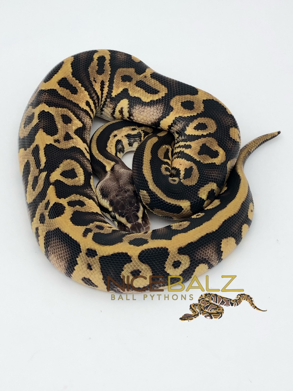 Leopard Pastel Het Candy/g-stripe Ball Python by Nicebalz Snakes ...