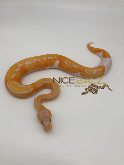 Dreamsicle Ball Python by Nicebalz Snakes