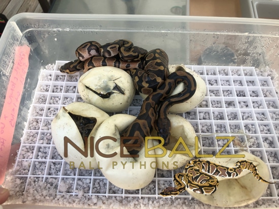 Leopard Het Candy Het Clown Pos Het Pied Ball Python by Nicebalz Snakes