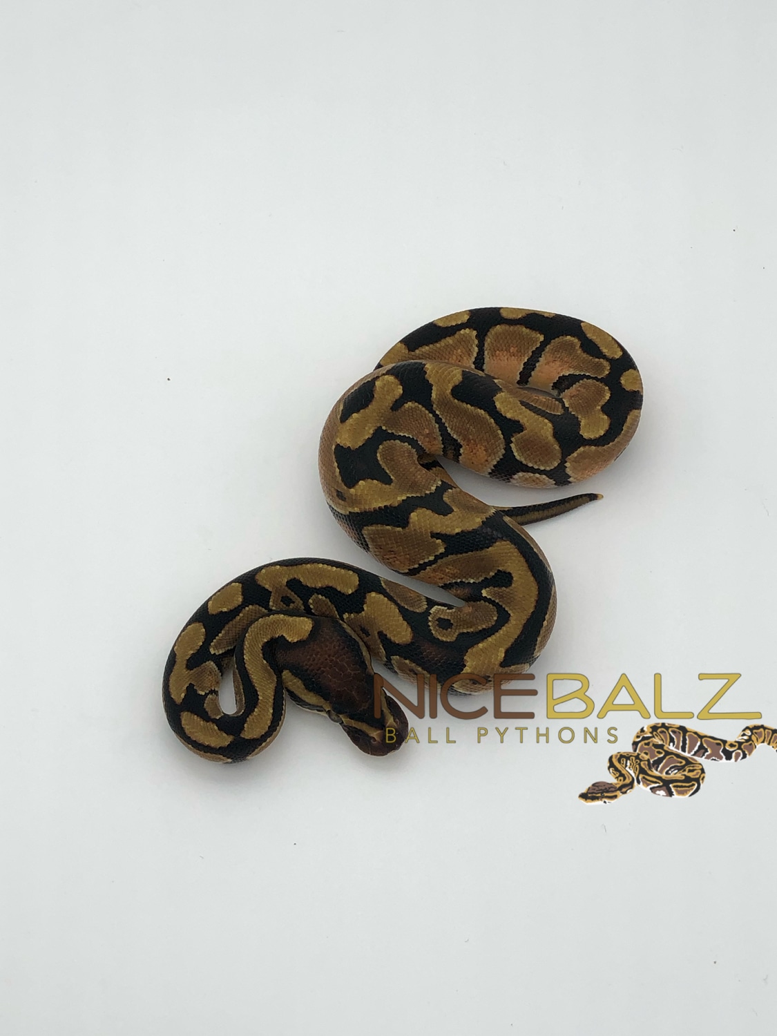 Enchi Het Desert Ghost Ball Python by Nicebalz Snakes - MorphMarket