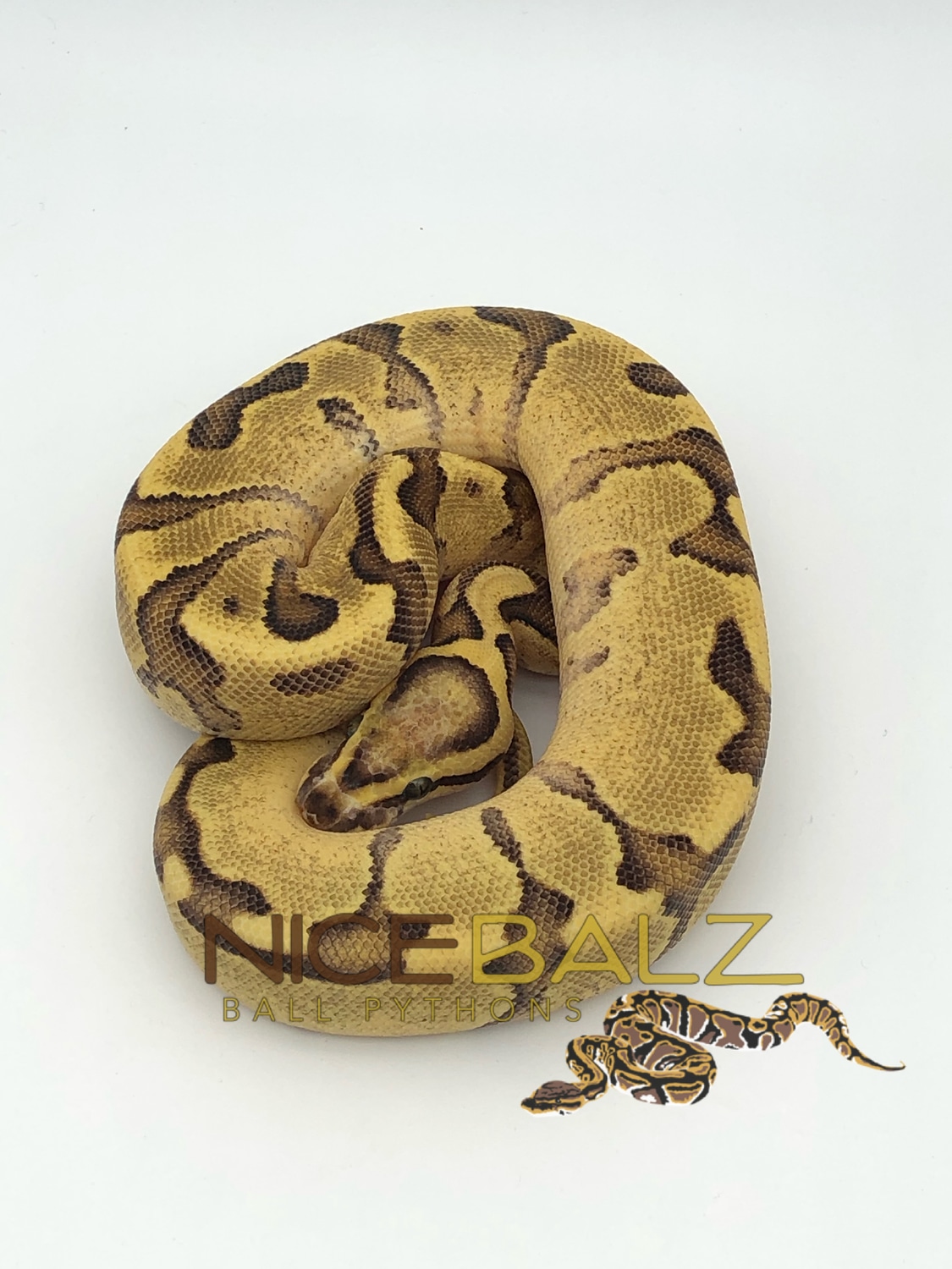 Super Enchi Disco Vanilla Ball Python by Nicebalz Snakes - MorphMarket