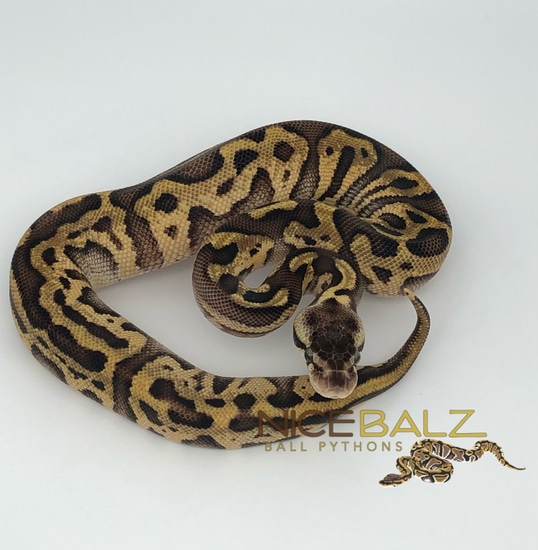 Leopard Pastel Yb Pos Woma Ball Python by Nicebalz Snakes