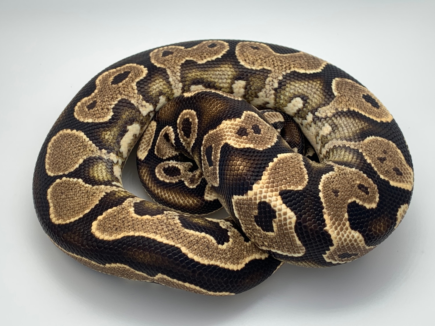 Lace Yellow Belly Ball Python by Nicebalz Snakes - MorphMarket