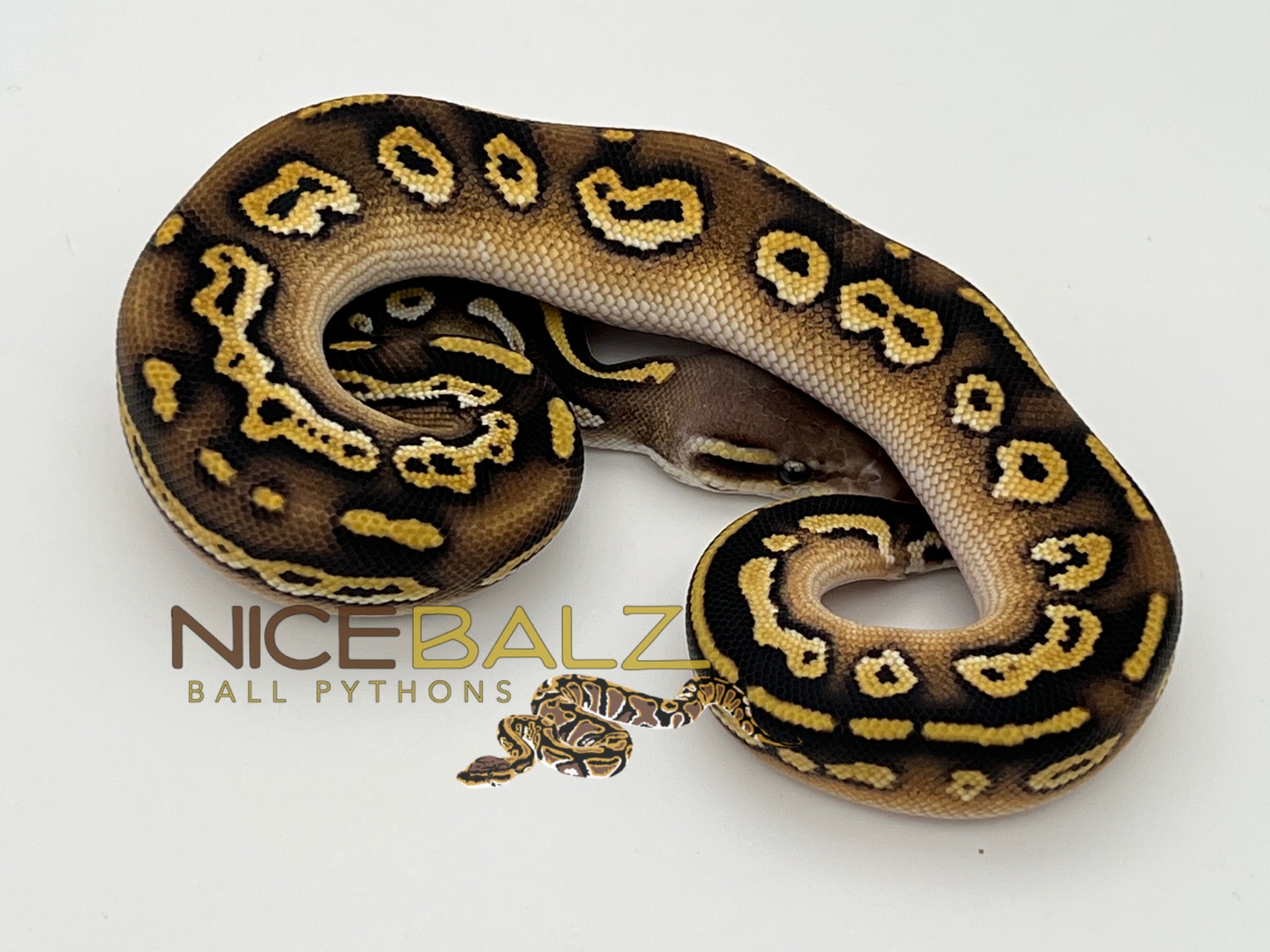 Pastave Vanilla Black Head Ball Python by Nicebalz Snakes - MorphMarket