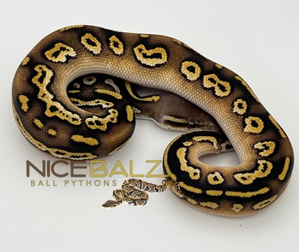 Black Pastel Banana Blade Clown Lace Ball Python by Nicebalz Snakes ...