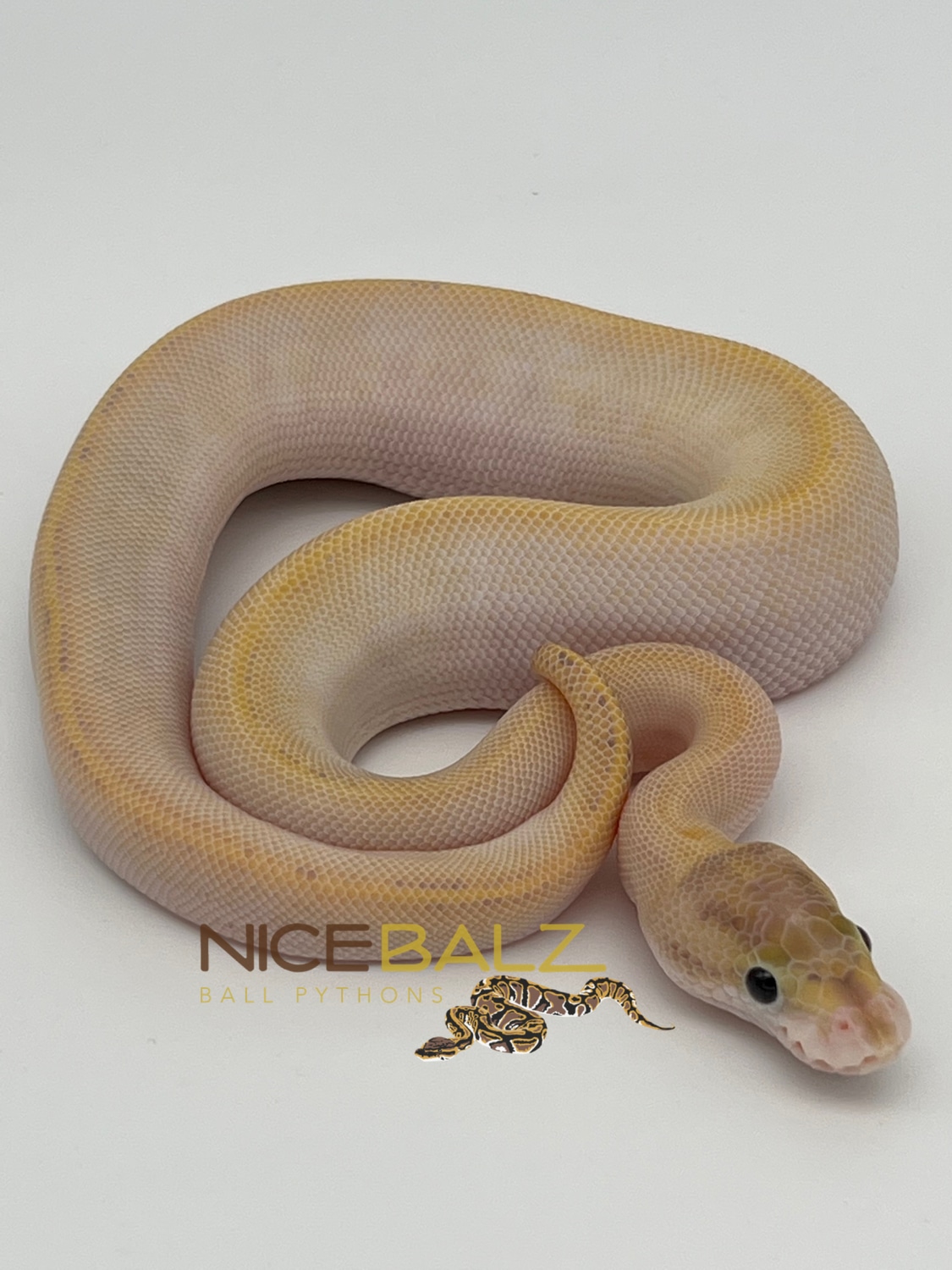 Ivory Lace Ball Python by Nicebalz Snakes - MorphMarket