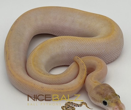 Black Pastel Banana Blade Clown Lace Ball Python by Nicebalz Snakes ...