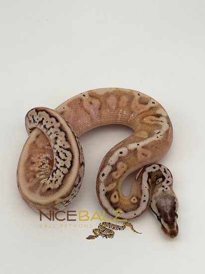 Pastel HGW Sugar Ball Python by Nicebalz Snakes