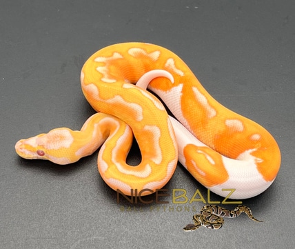 Black Pastel Banana Blade Clown Lace Ball Python by Nicebalz Snakes ...