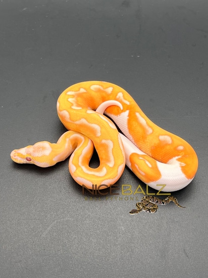 Dreamsicle Ball Python by Nicebalz Snakes