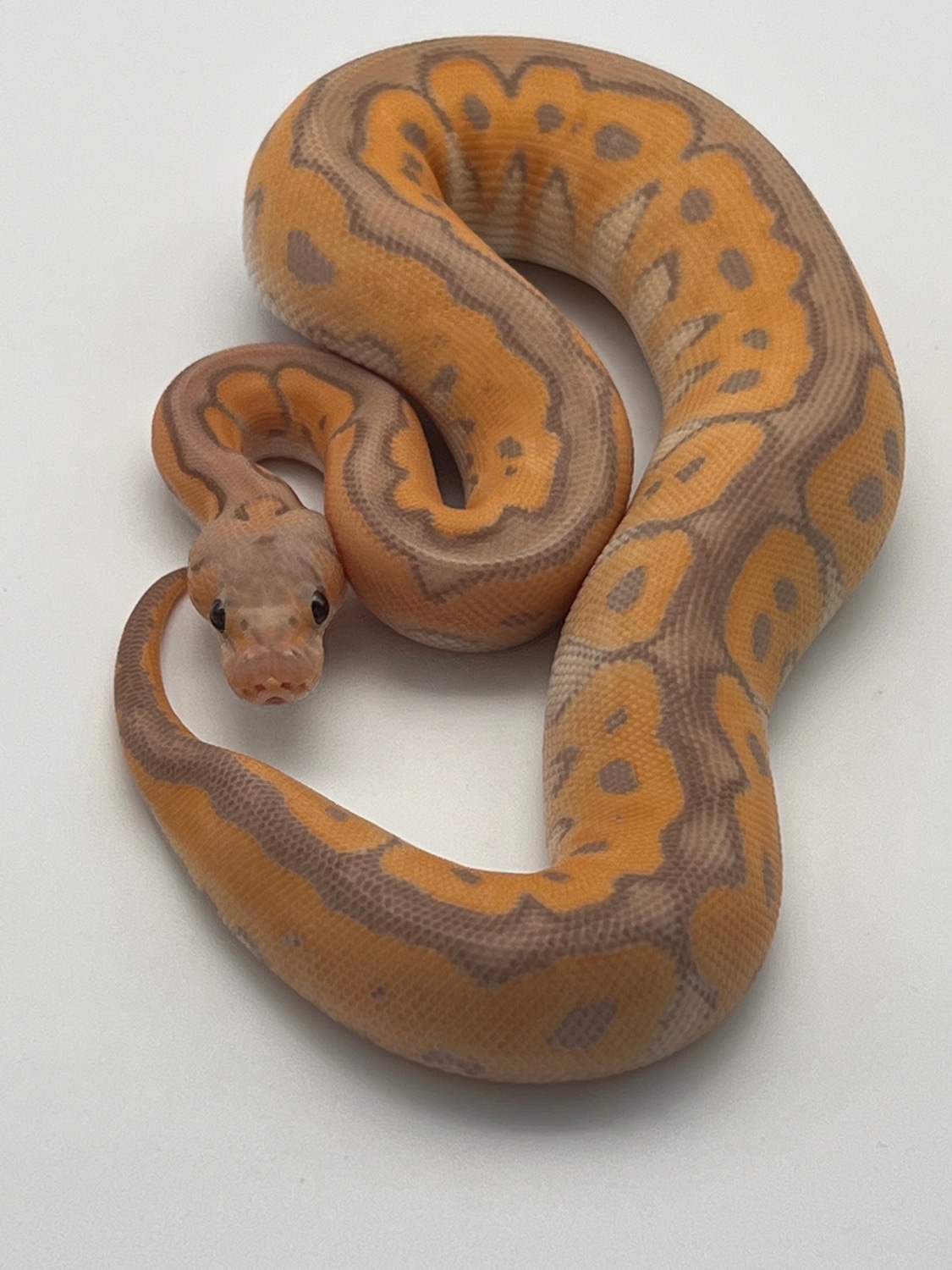 Black Pastel Banana Blade Clown Lace Ball Python by Nicebalz Snakes ...