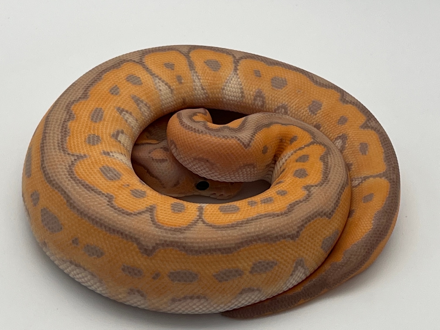 Black Pastel Banana Blade Clown Lace Ball Python by Nicebalz Snakes ...
