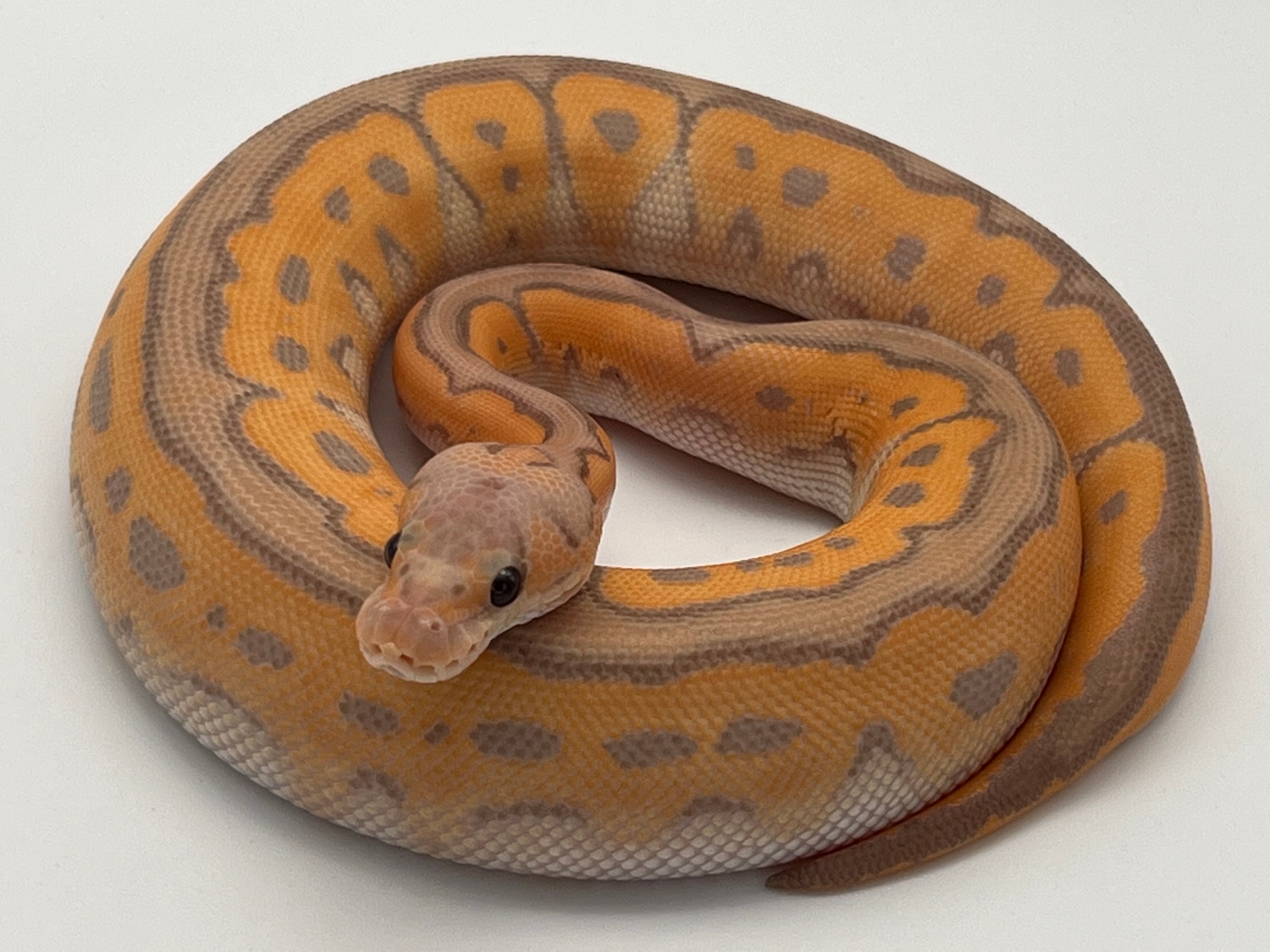 Black Pastel Banana Blade Clown Lace Ball Python by Nicebalz Snakes ...