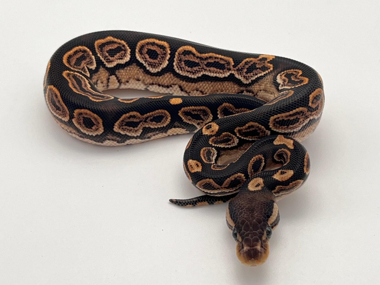 Black Pastel White Lace Ball Python by Nicebalz Snakes - MorphMarket