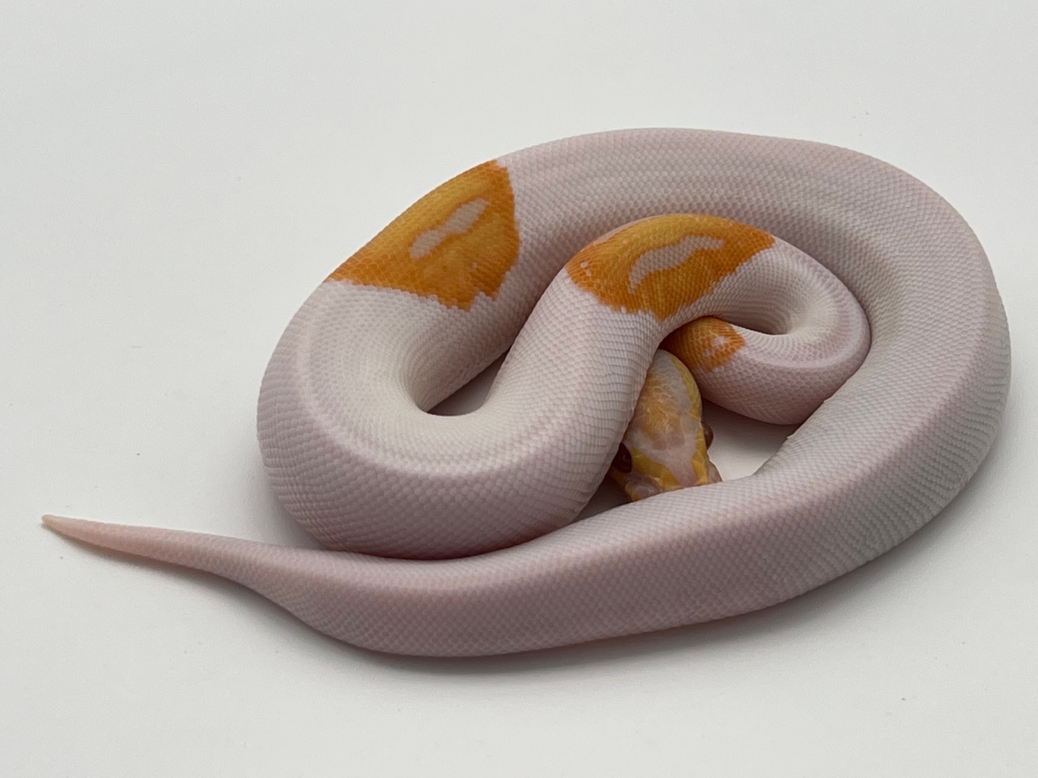 Leopard Candy Pied Ball Python by Nicebalz Snakes - MorphMarket