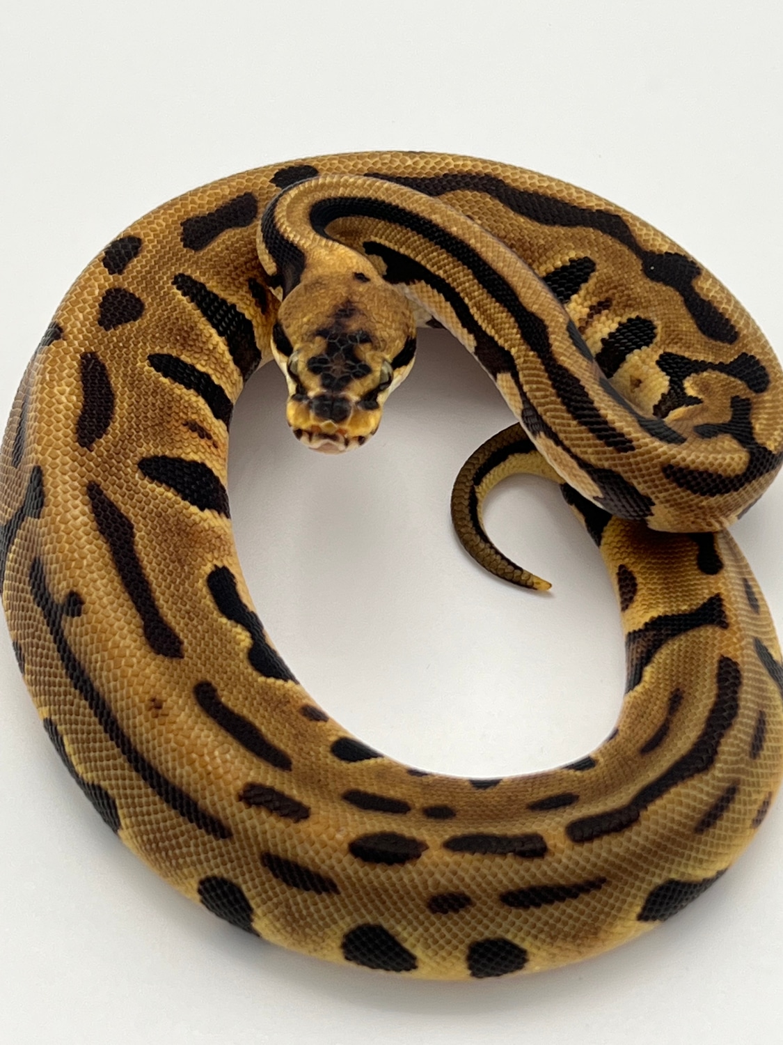 Leopard Spotnose Enchi 66% Het Clown Ball Python by Nicebalz Snakes ...