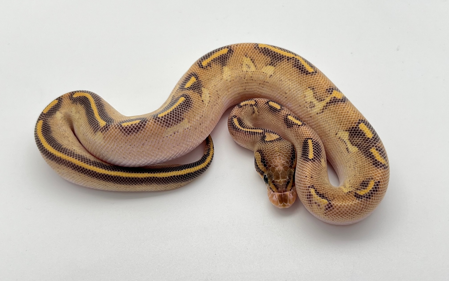 Highway Ball Python by Nicebalz Snakes - MorphMarket
