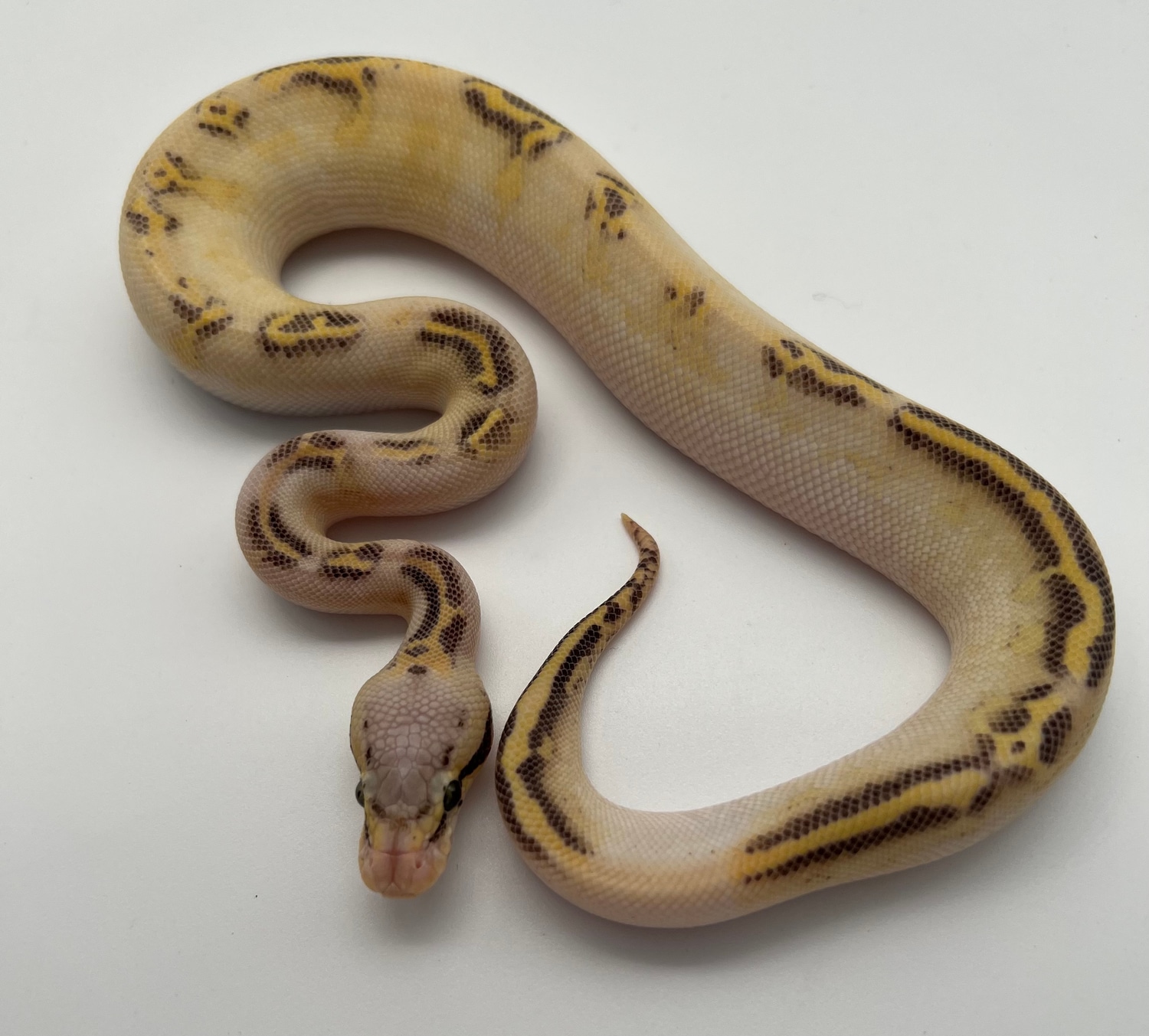 Pastel Highway Ball Python by Nicebalz Snakes - MorphMarket