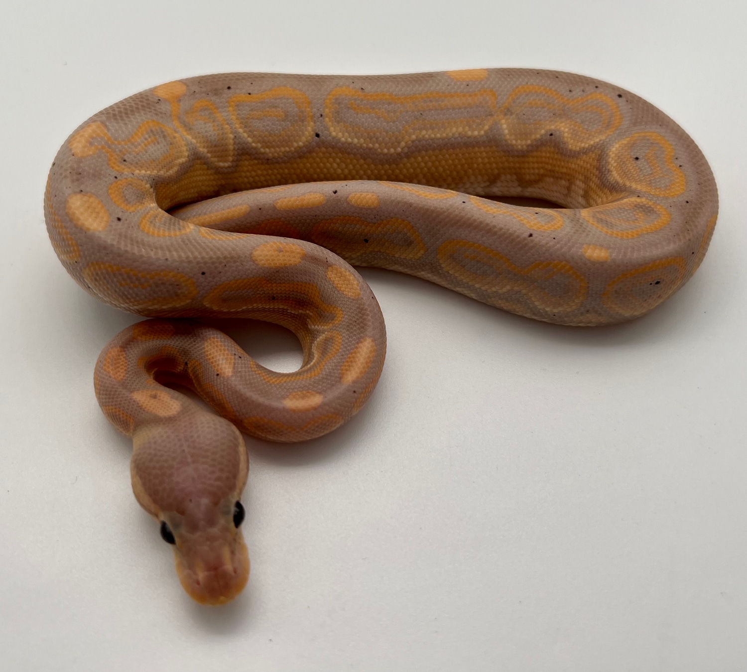 Banana Black Pastel White Lace Ball Python by Nicebalz Snakes - MorphMarket