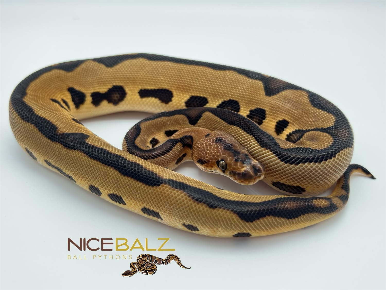 Leopard Blade Clown Ball Python by Nicebalz Snakes - MorphMarket