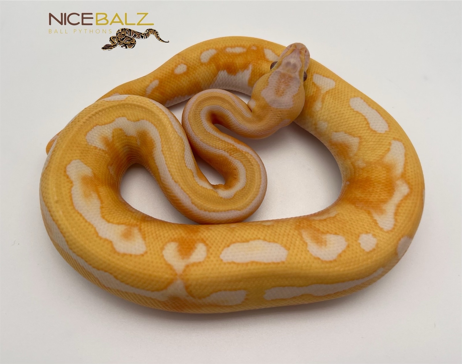 Dreamsicle Ball Python by Nicebalz Snakes - MorphMarket
