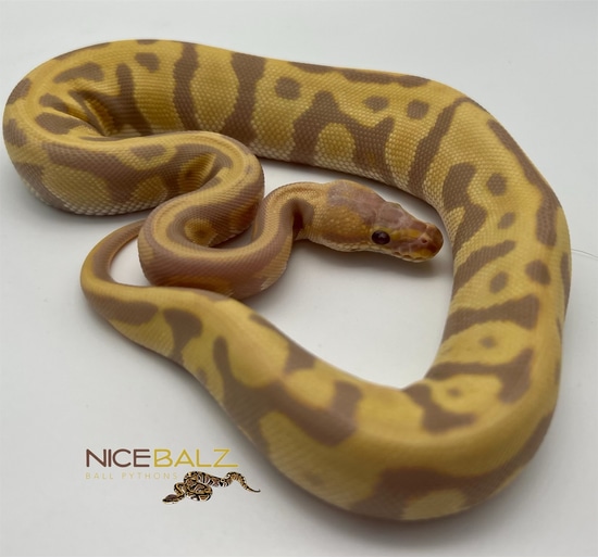 Candy Leopard 66% Het Pied Ball Python by Nicebalz Snakes