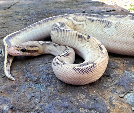Dreamsicle Ball Python by Nicebalz Snakes - MorphMarket