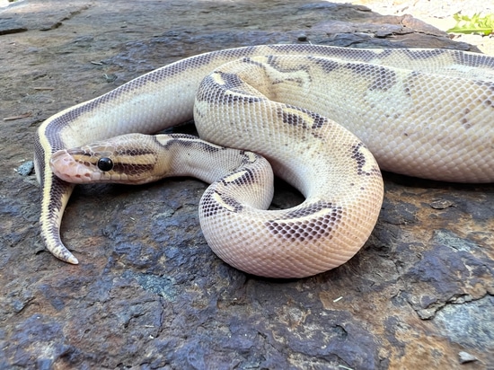 Highway Ball Python by Nicebalz Snakes