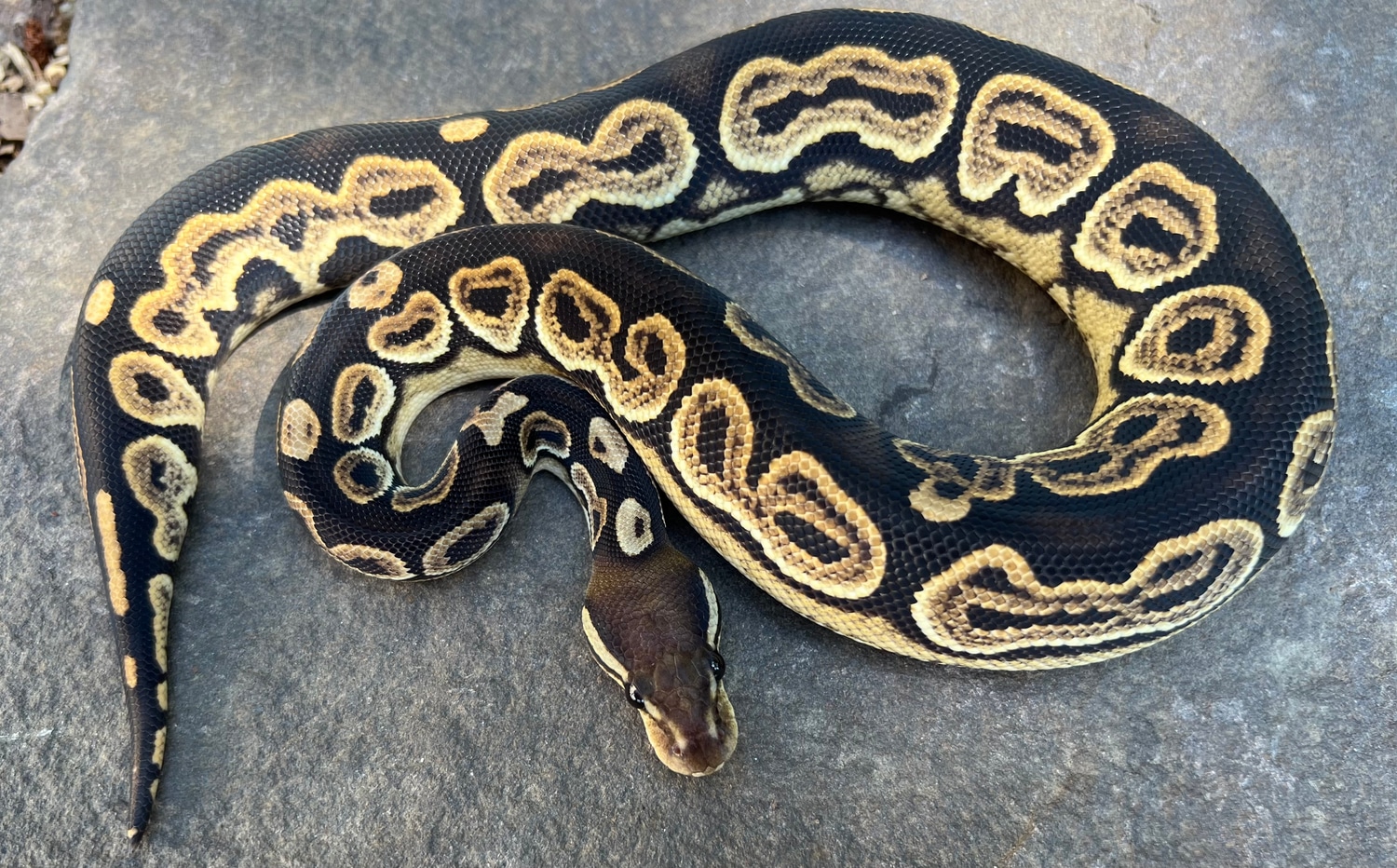 Black Pastel White Lace Ball Python by Nicebalz Snakes - MorphMarket