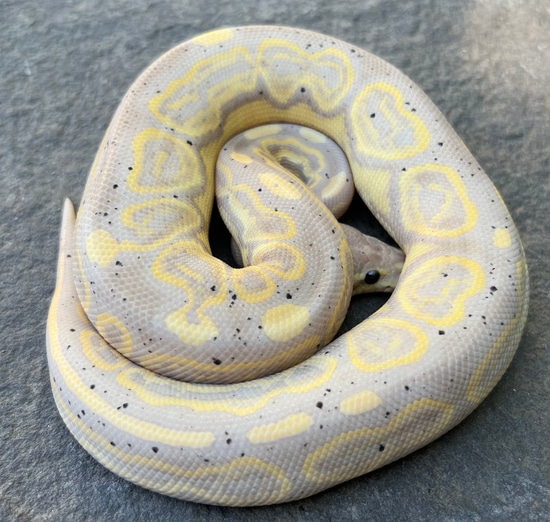 Banana Black Pastel White Lace Ball Python by Nicebalz Snakes