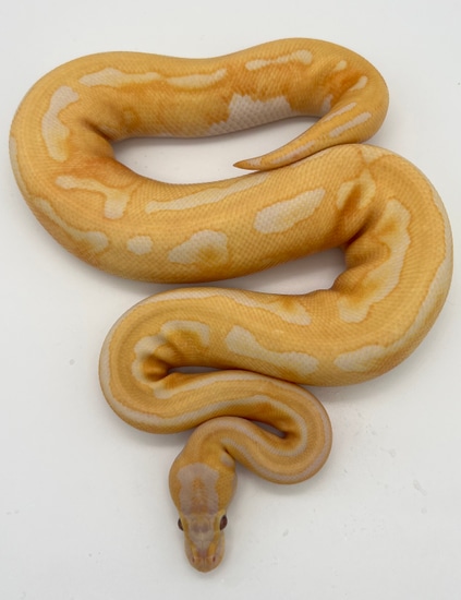 Dreamsicle Ball Python by Nicebalz Snakes