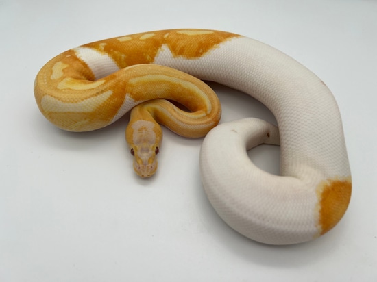 Dreamsicle Ball Python by Nicebalz Snakes