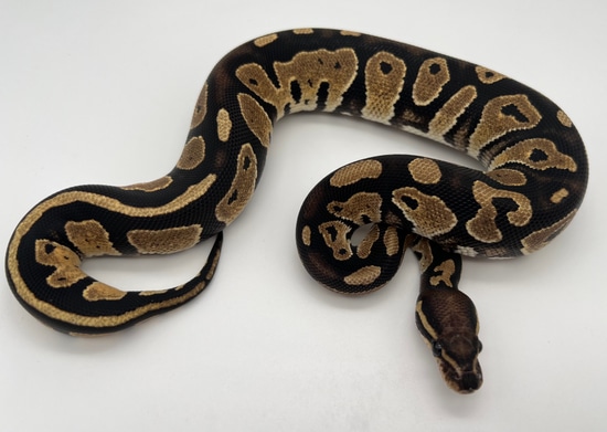 Vanilla Black Head Ball Python by Nicebalz Snakes
