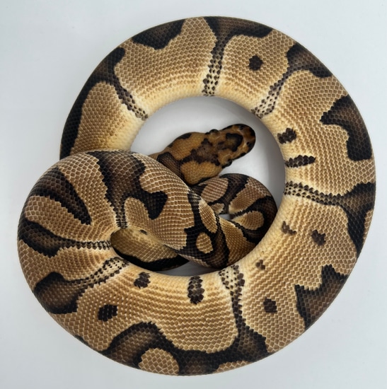 Clown Ball Python by Nicebalz Snakes