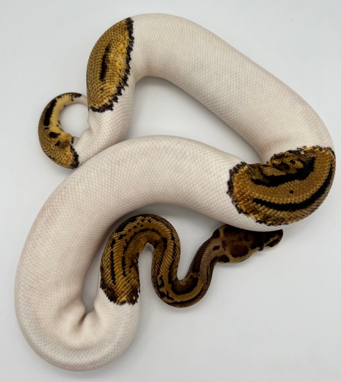 Pastel Leopard Pied 100% Het Candy Ball Python by Nicebalz Snakes