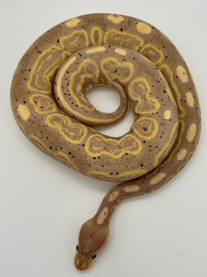 Banana Black Pastel White Lace Ball Python by Nicebalz Snakes